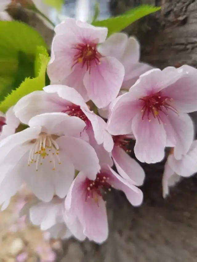 IKDN 선교협동조합 설립
